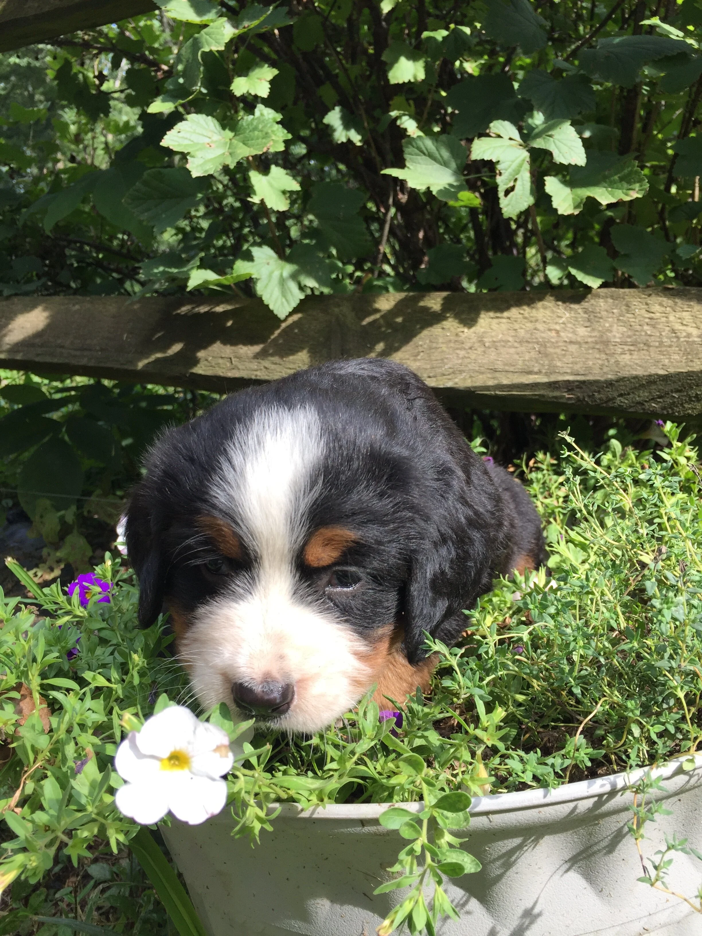 Bernese mountain dogs — Day Spring Farm