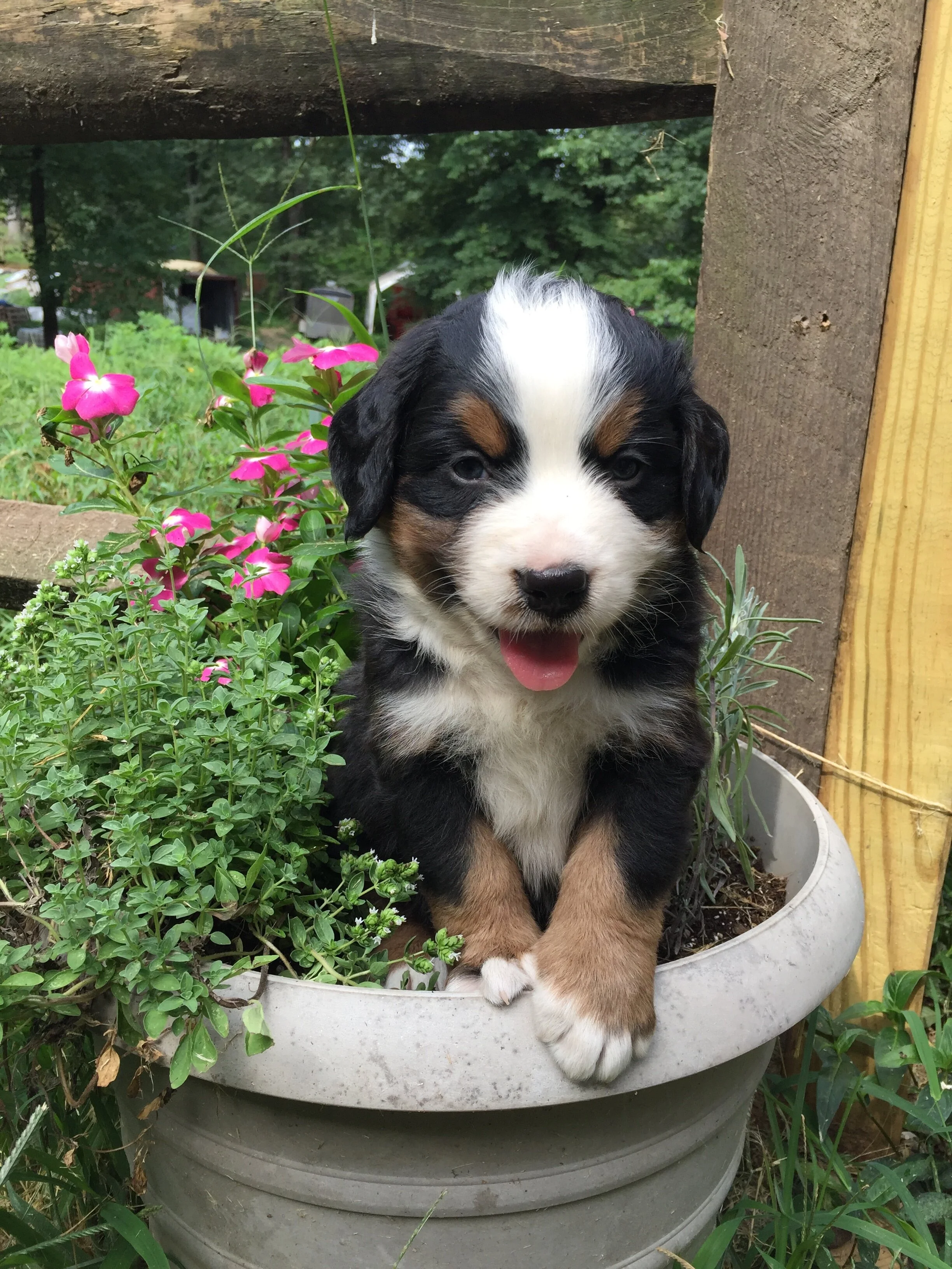 Newborn Bernese Mountain Dog