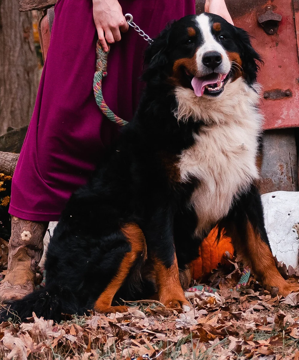Bernese mountain dogs — Day Spring Farm