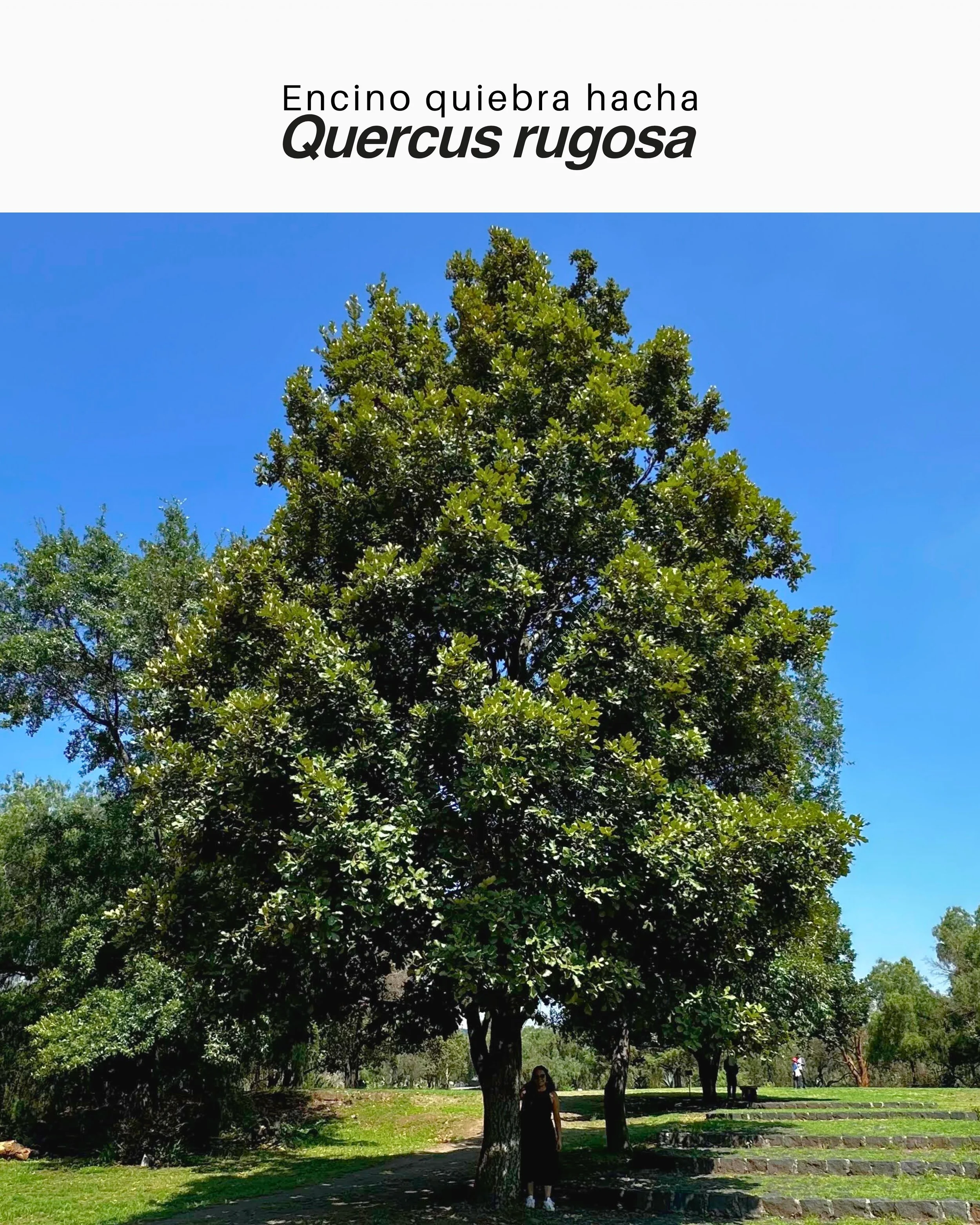 Quercus rugosa | Encino quiebra hacha | EA Paisaje