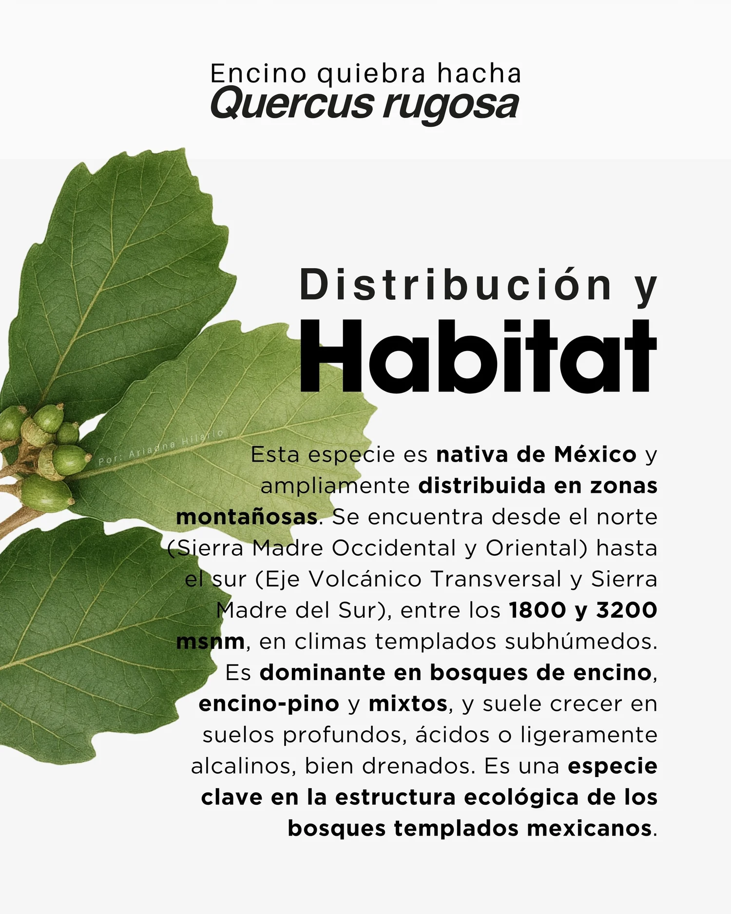 Quercus rugosa | Encino quiebra hacha | EA Paisaje