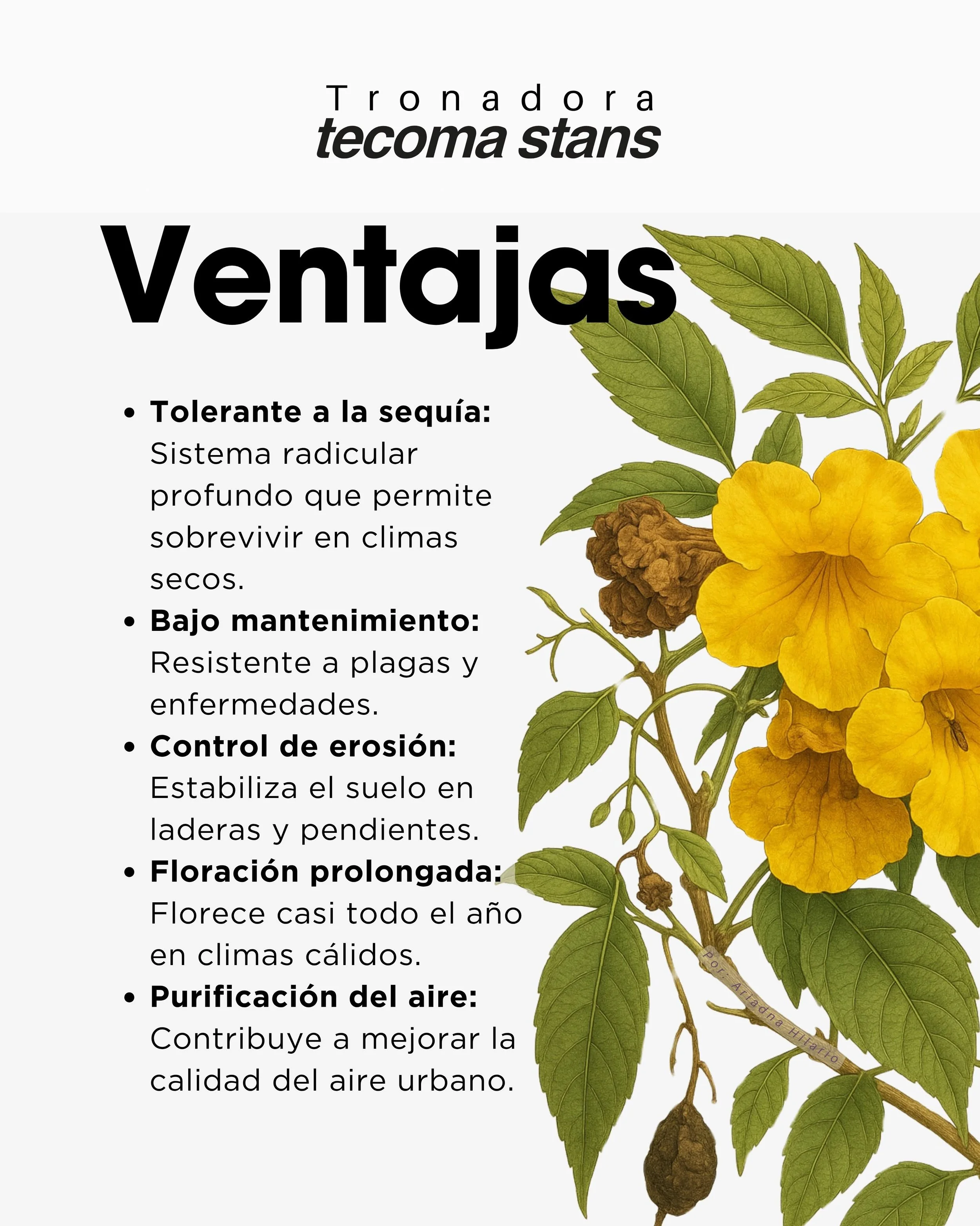 Tecoma stans / Tronadora | EA Paisaje