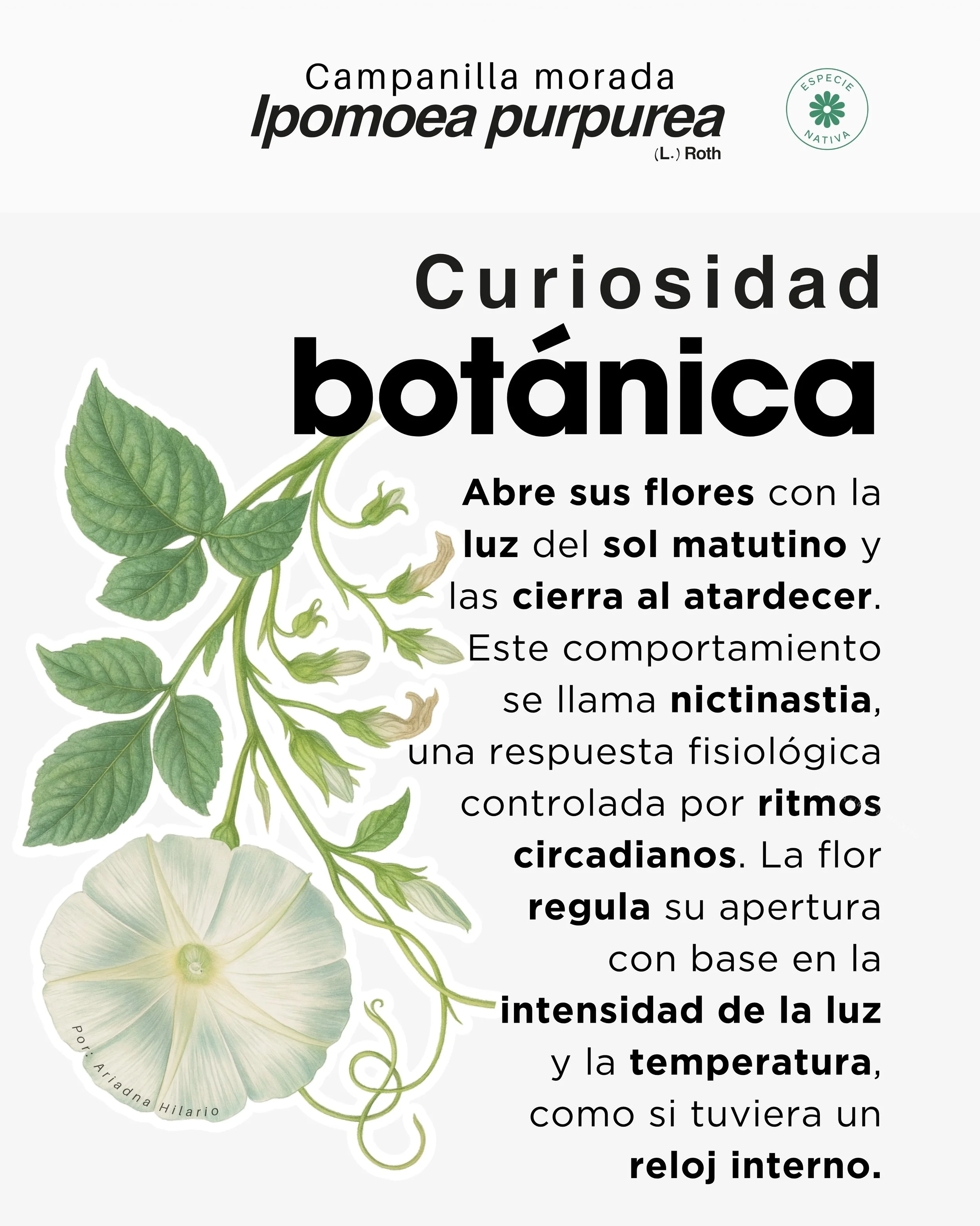 Ipomoea purpurea: guía completa de la campanilla morada en México | EA ...