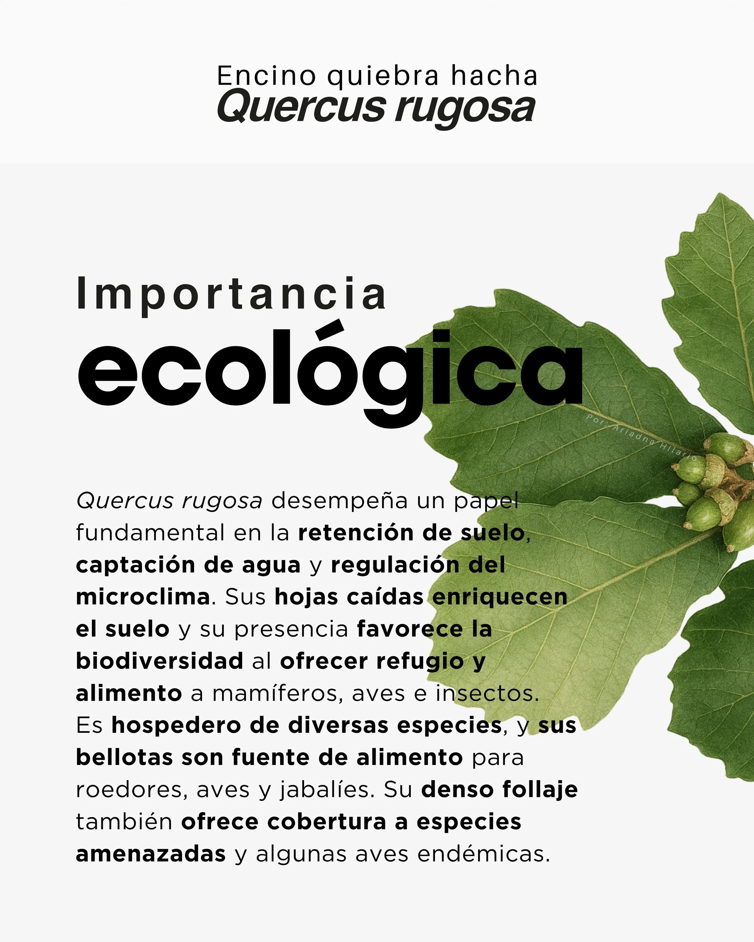 Quercus rugosa | Encino quiebra hacha | EA Paisaje