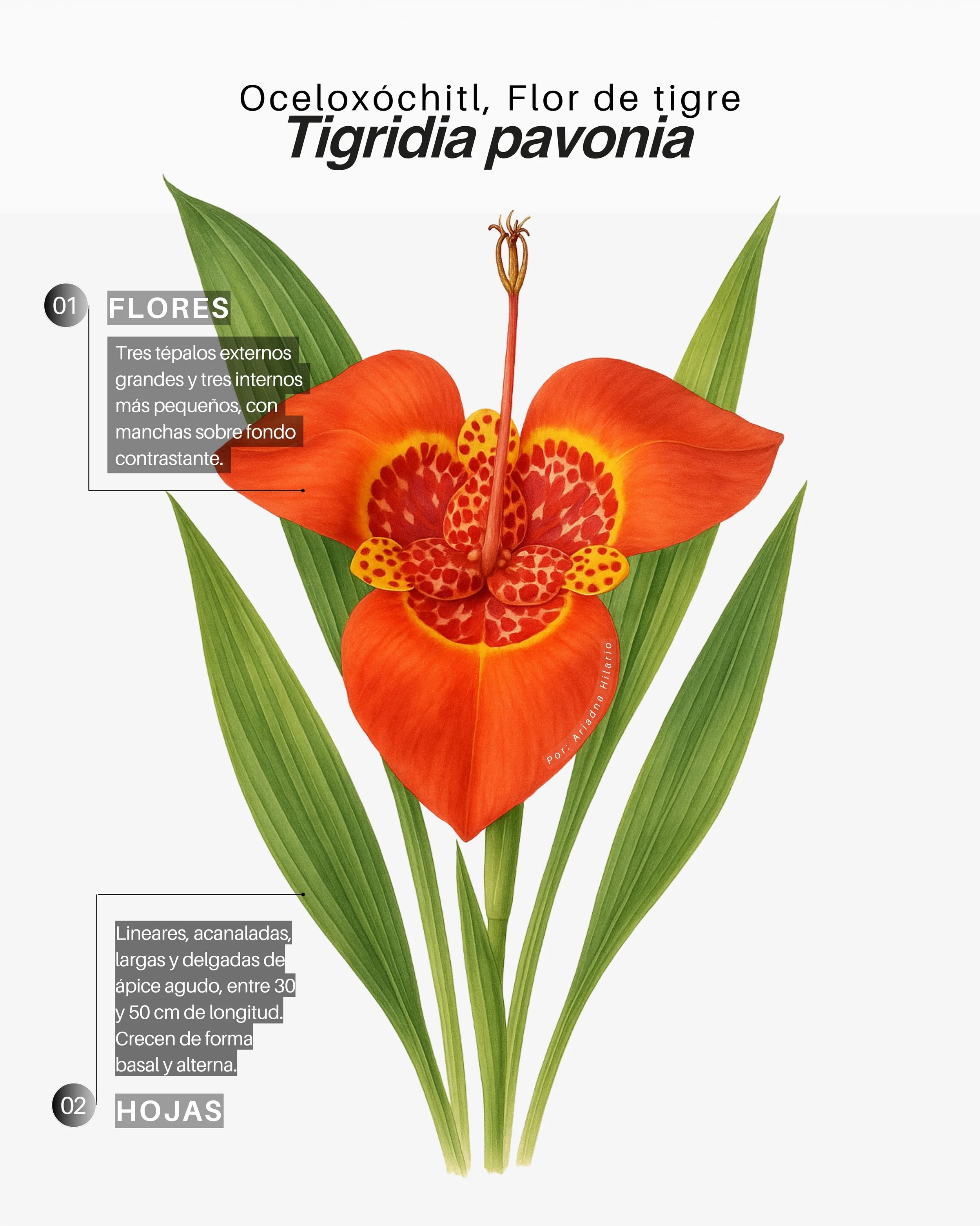 Tigridia pavonia (oceloxóchitl): flor nativa de México con historia ...