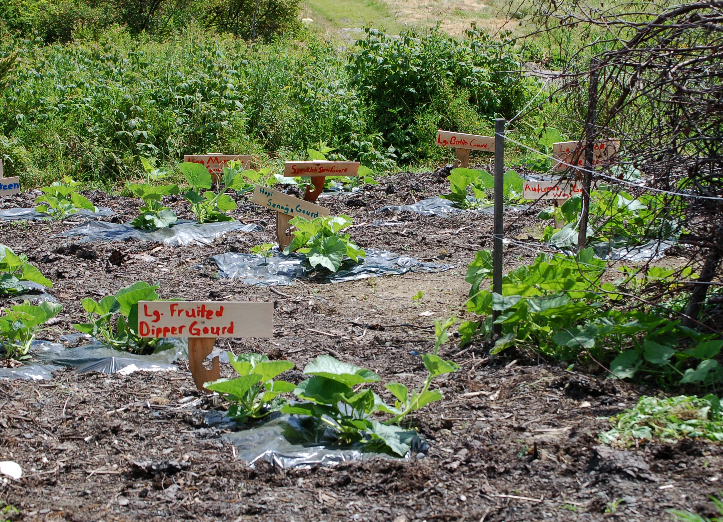 ABOUT — Susan Camp