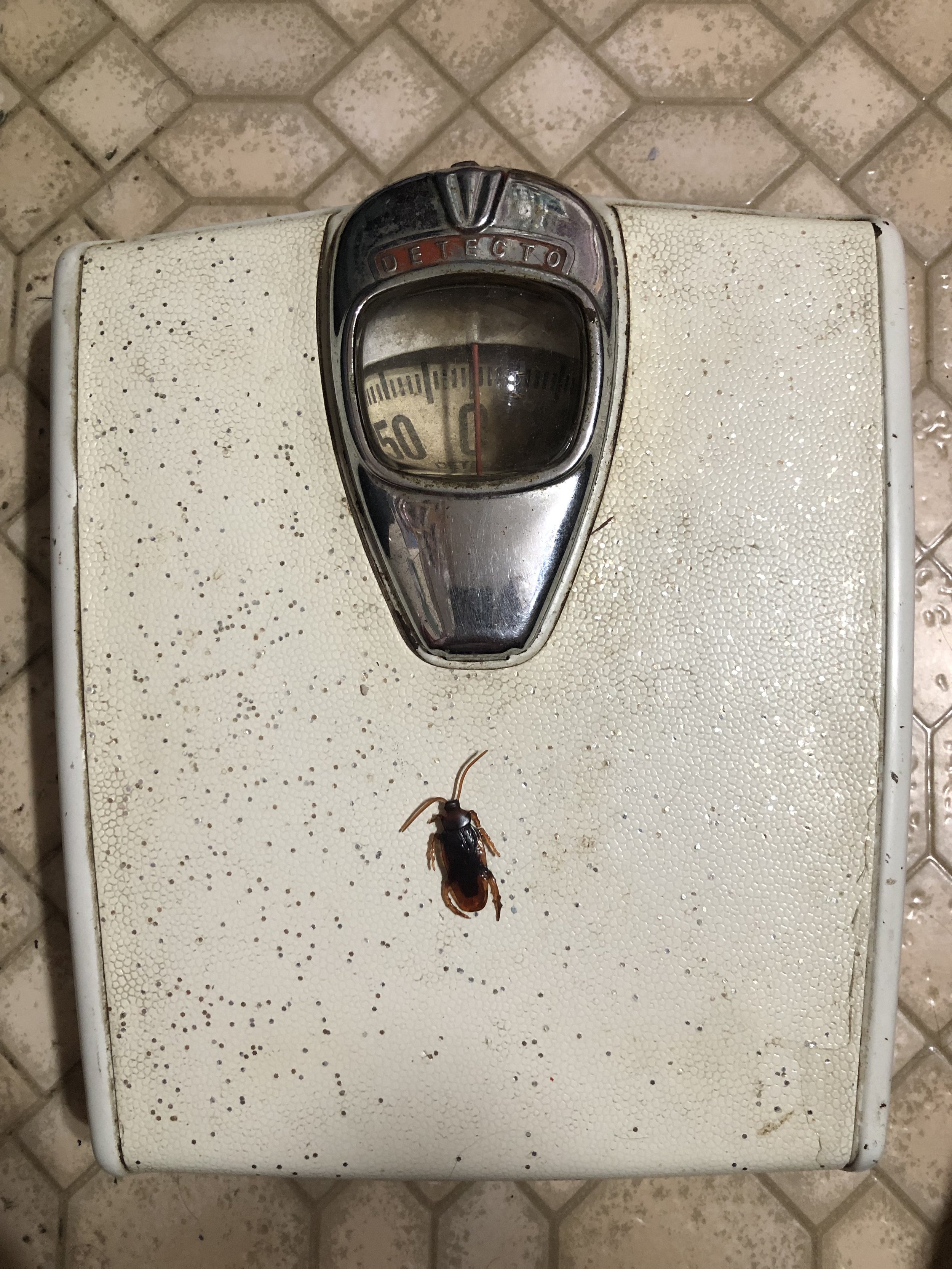 COCKROACH — Maxim T. Schmidt