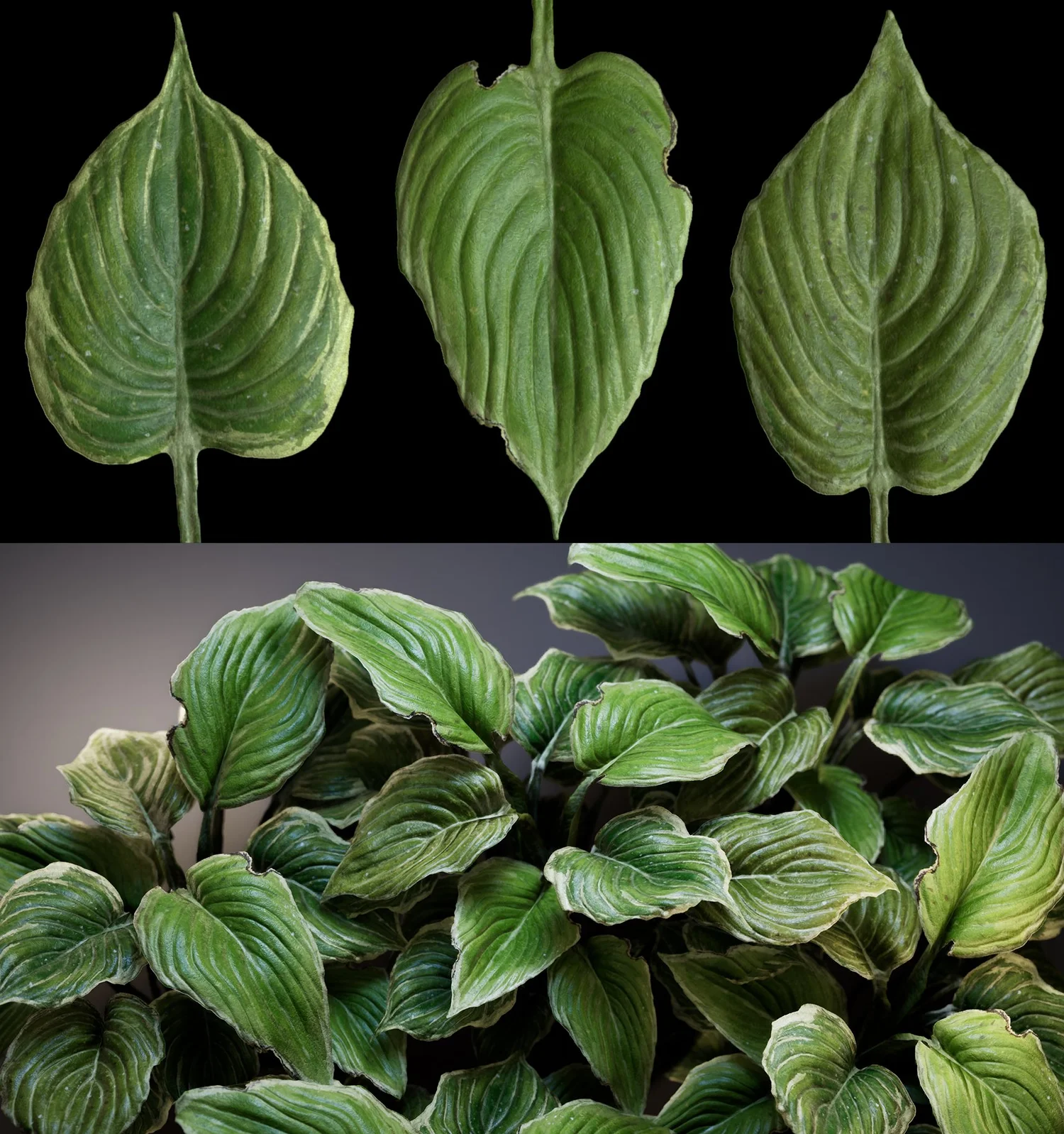 Sven Mrđen - Foliage Study — Experience points