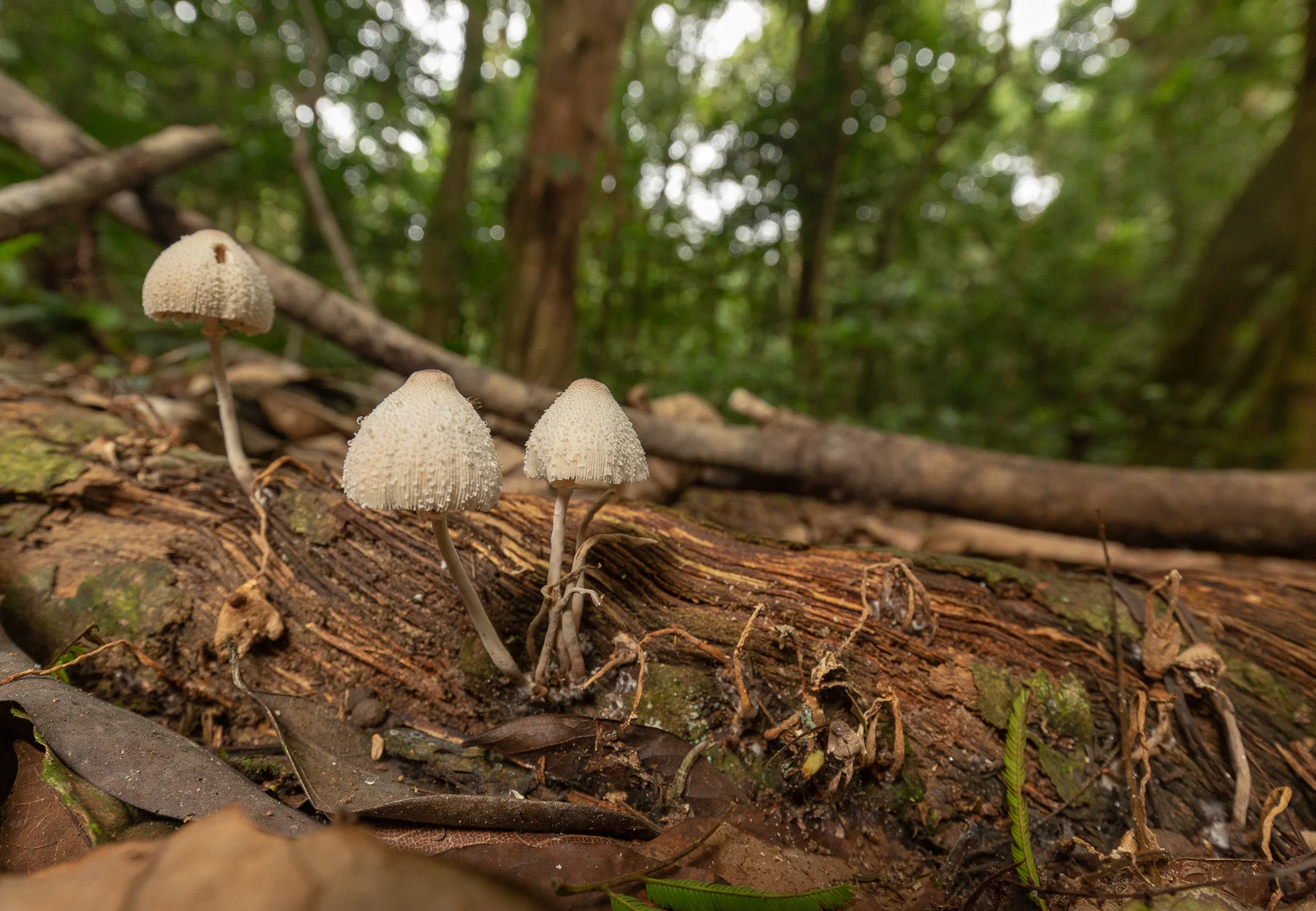 NTFPS — The Rainforester