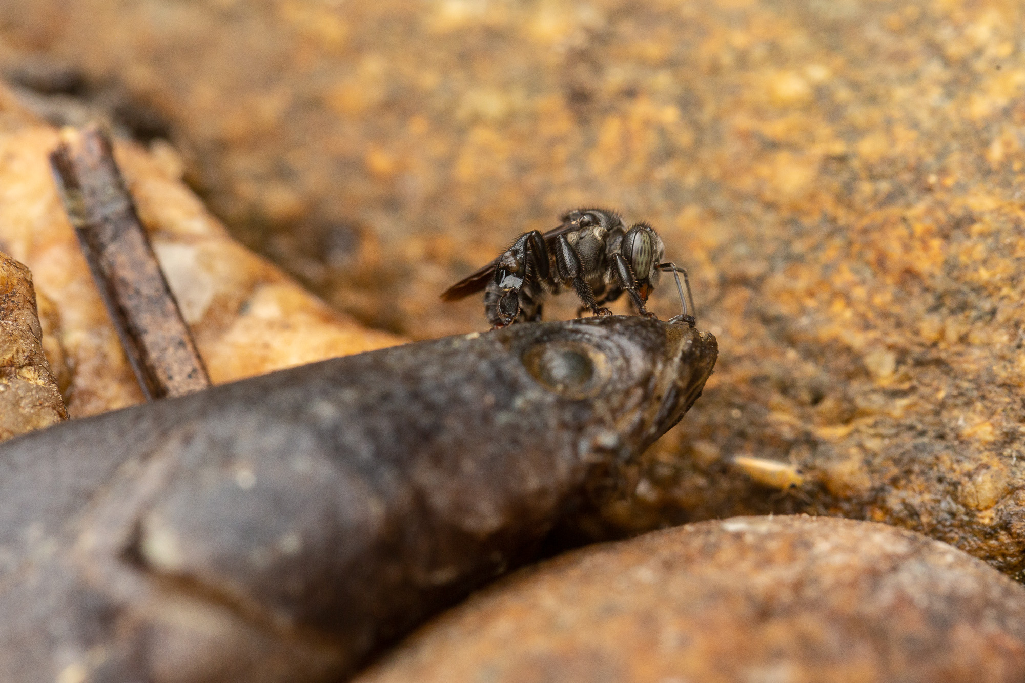 Invertebrates - The Rainforester