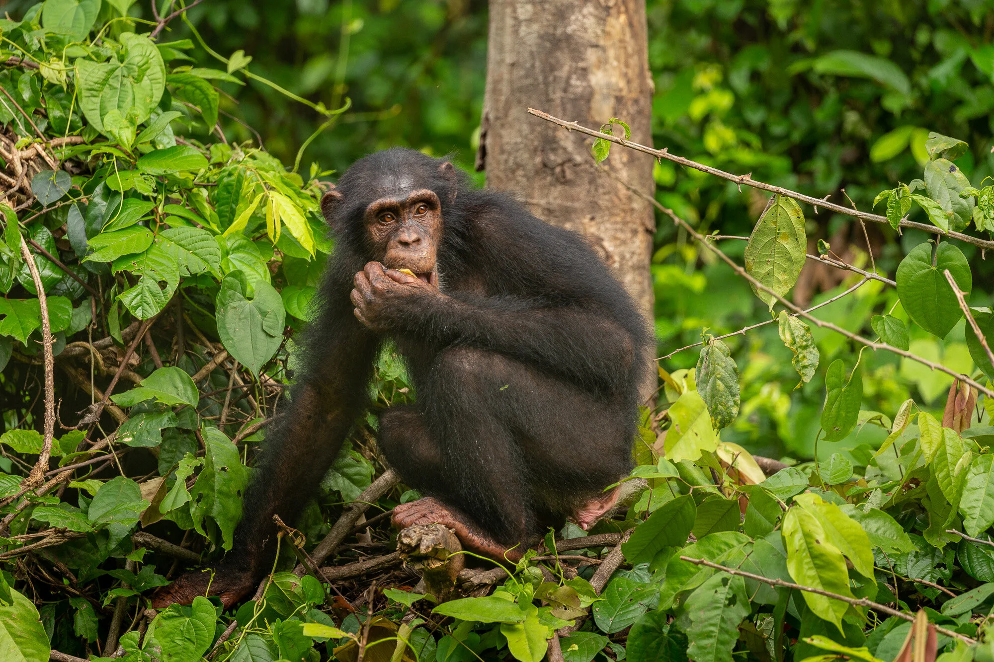 Bushmeat Chimpanzee