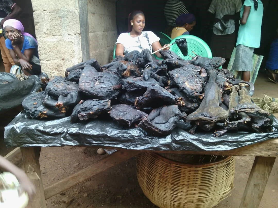 The Ugly Business Behind The Bushmeat Trade - The Rainforester