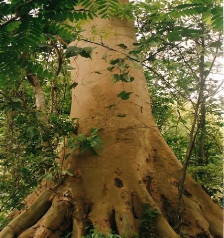 African Rainforest Trees