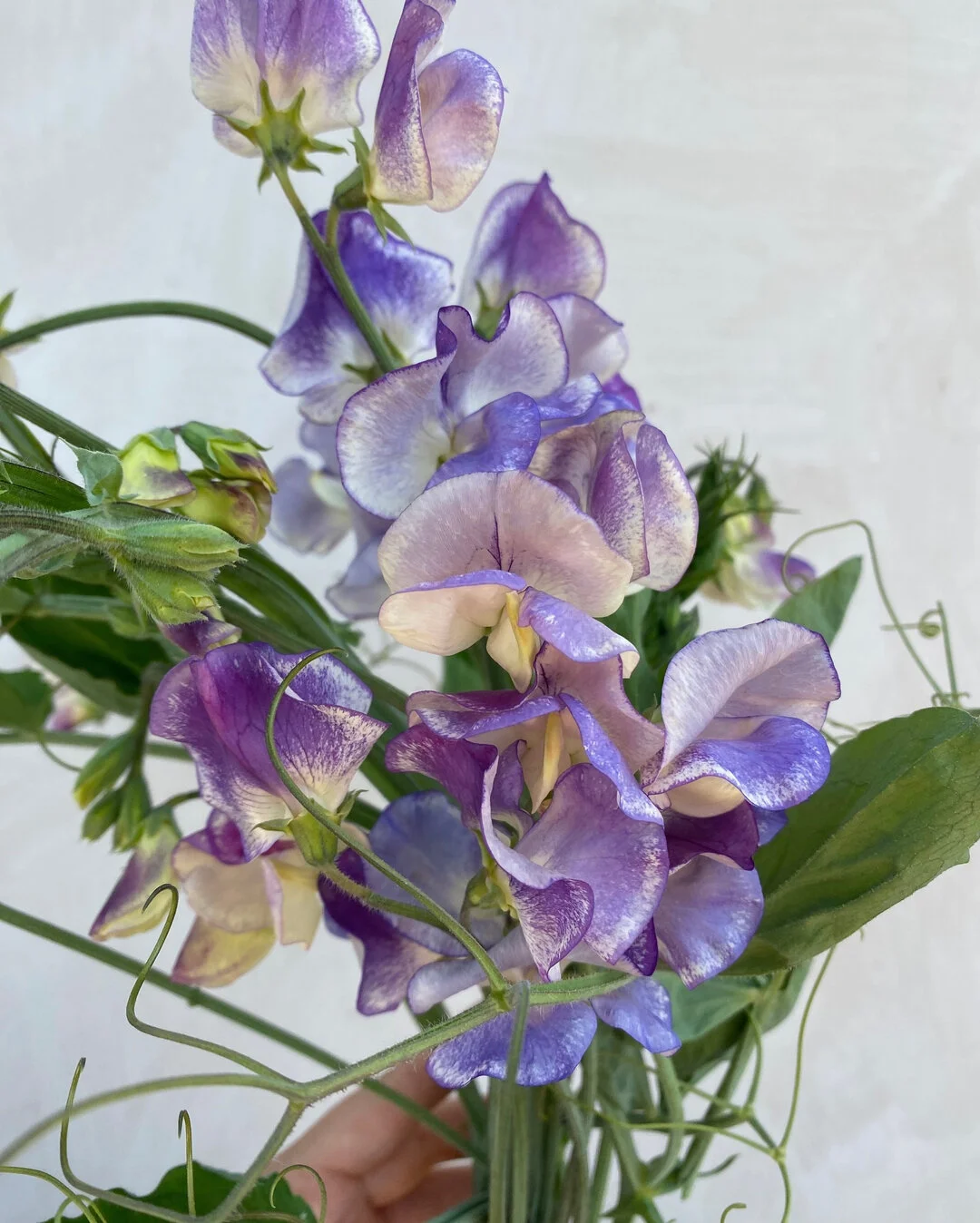 The Gardens — the borrowed garden