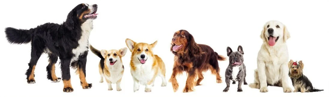 What Are The Seven Dog Commands