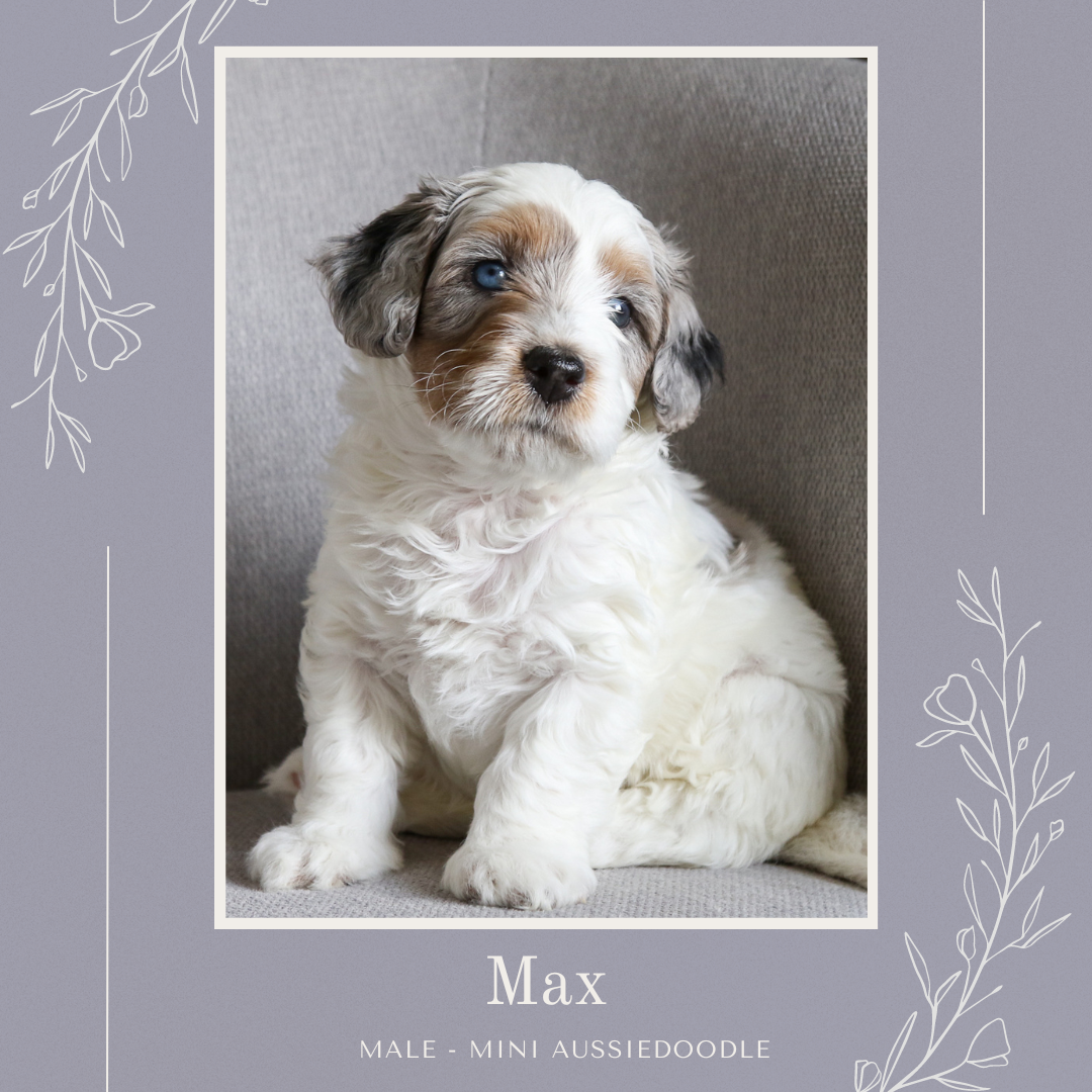 Mini Aussiedoodle — Go West Mini Aussies
