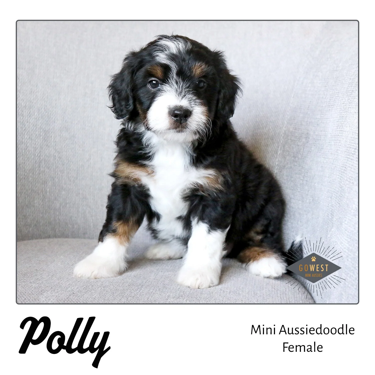 Mini Aussiedoodle — Go West Mini Aussies