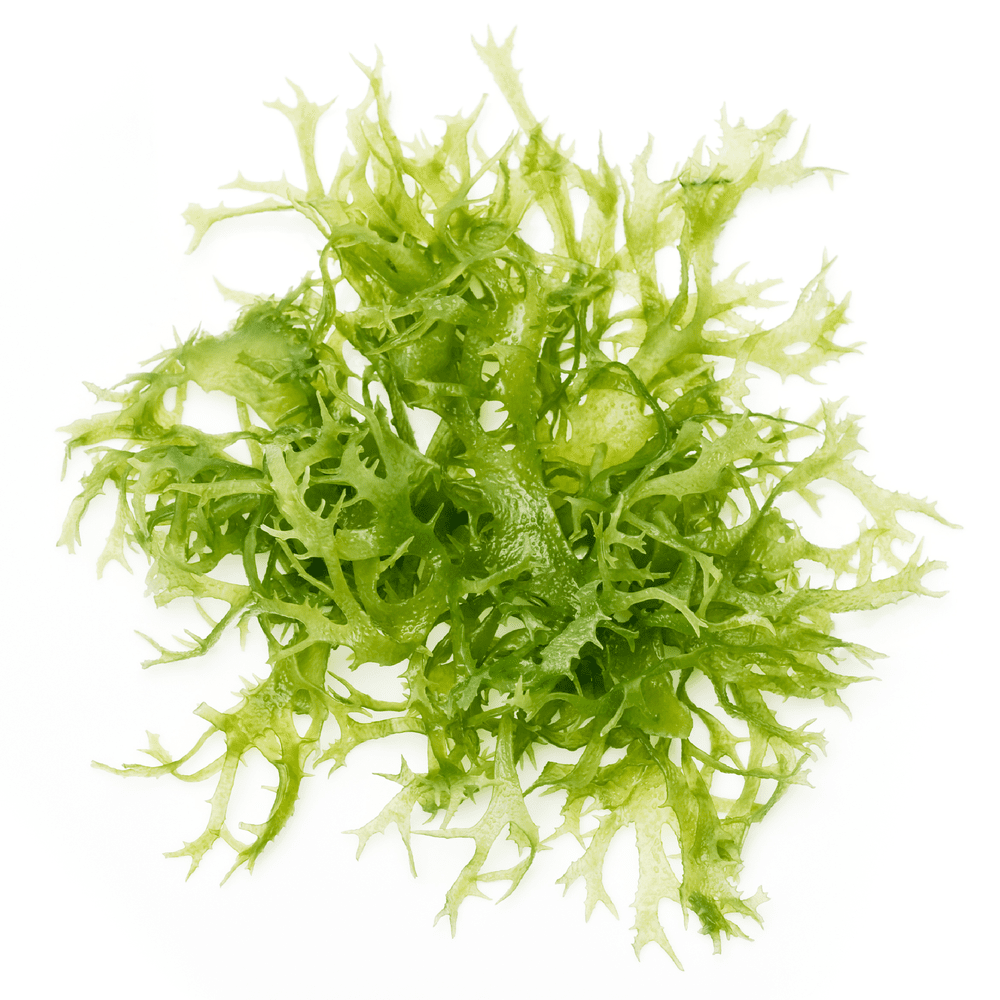 Algia ™ Microalgae DHA Powder — Puredia
