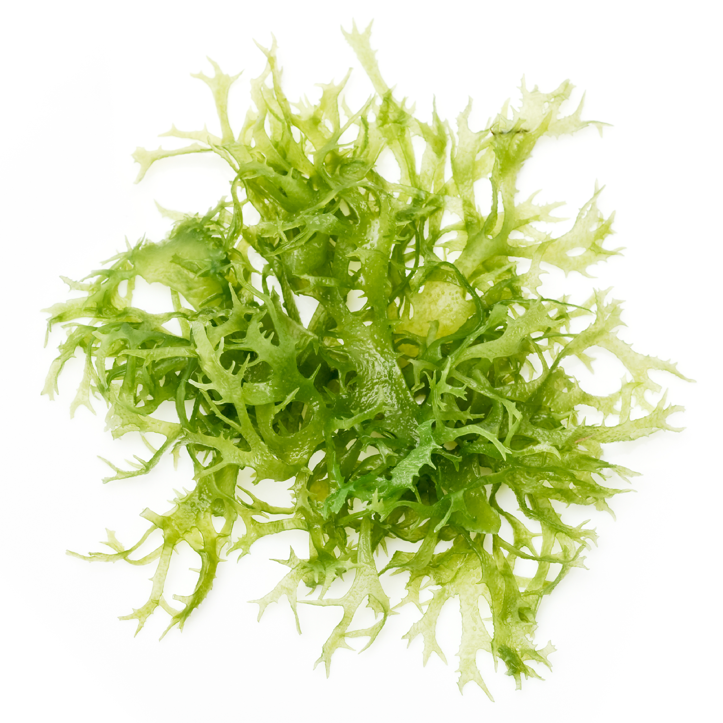 Why Algia™ Microalgae DHA is Better than Others — Puredia