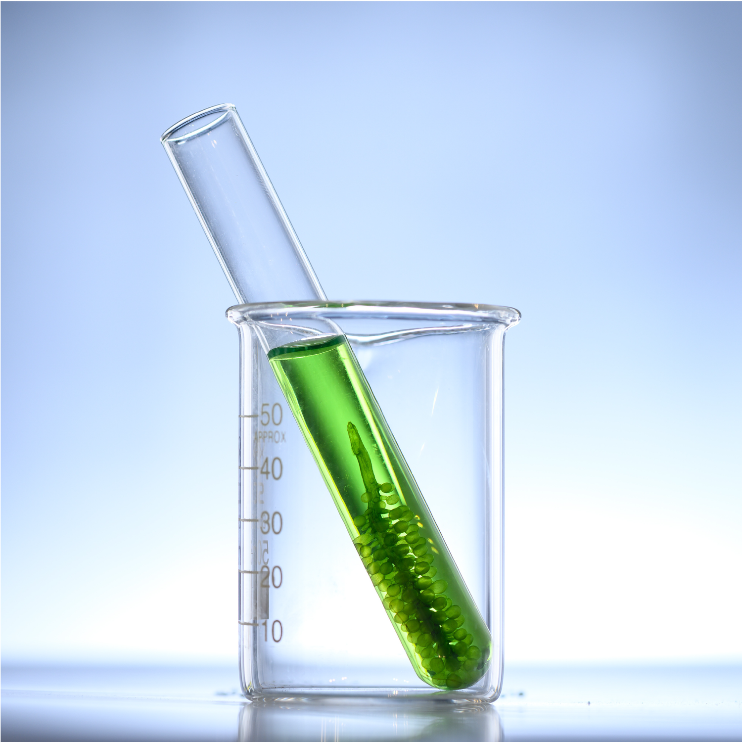 Why Algia™ Microalgae DHA is Better than Others — Puredia