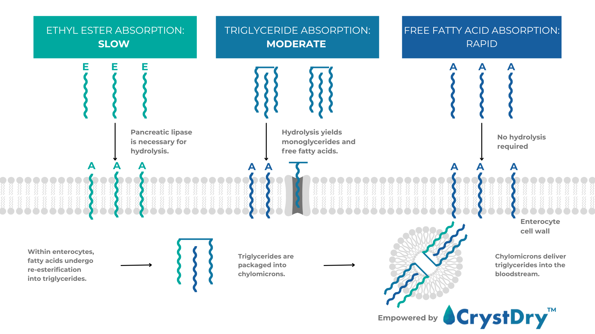 Technology | Puredia — Puredia