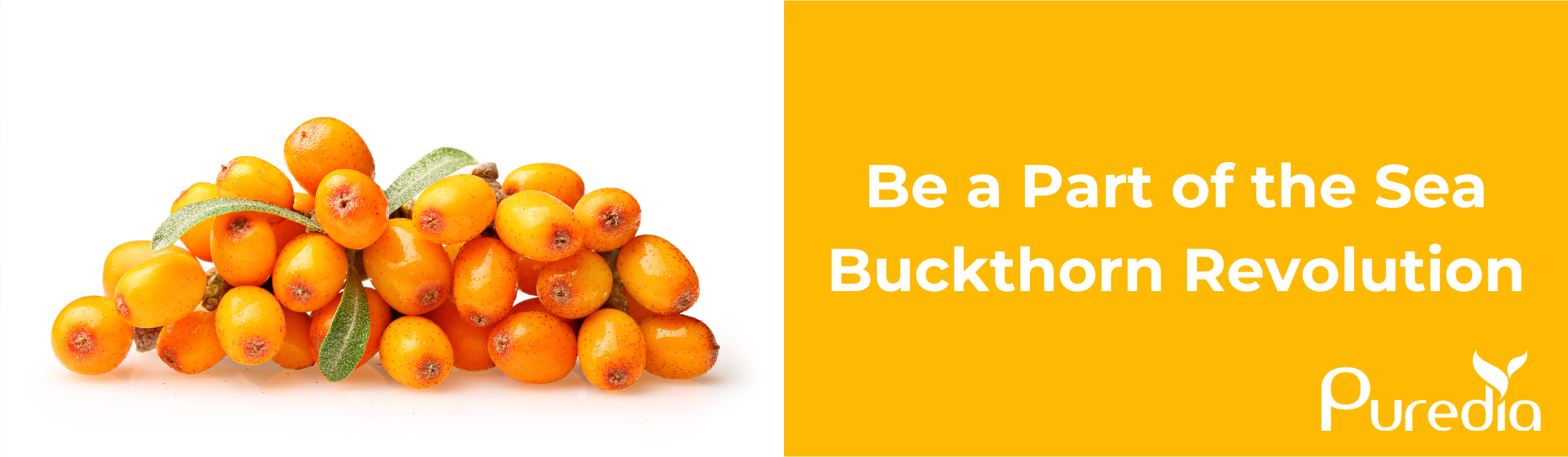 The Ultimate Omega and Antioxidant Source: Sea Buckthorn — Puredia
