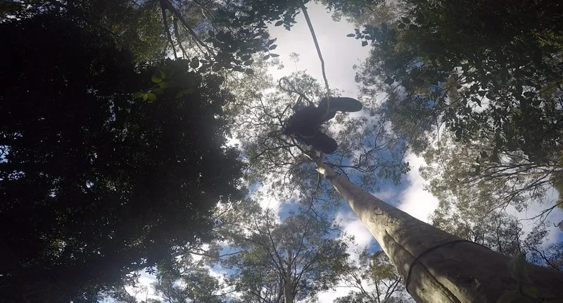 Emergency Tree Service Newcastle | Evergreen Tree Professionals