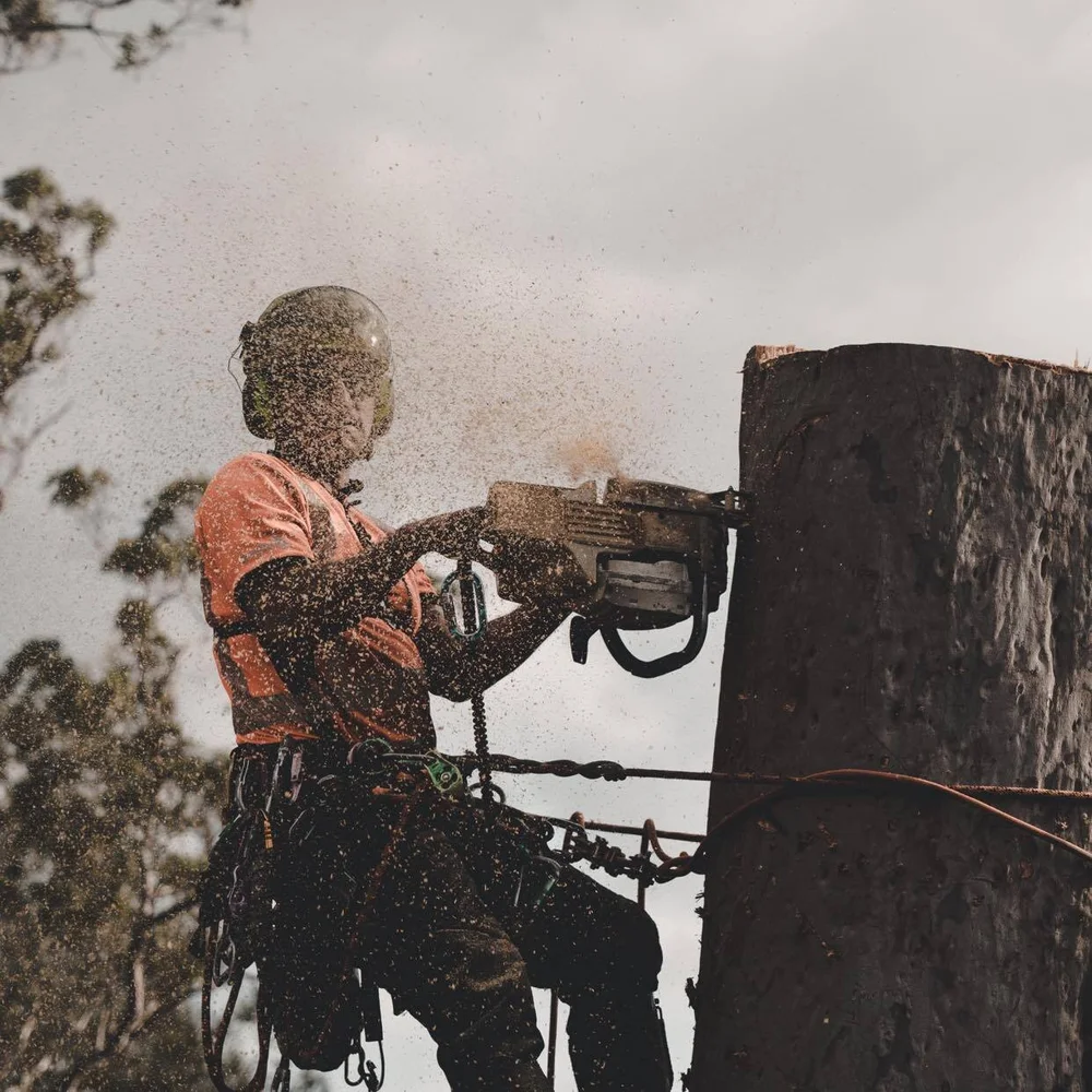 Tree Service Newcastle Evergreen Tree Professionals