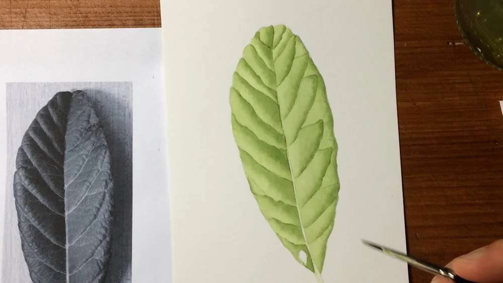 How to Paint A Realistic Leaf In Watercolor — Katia Galante Art
