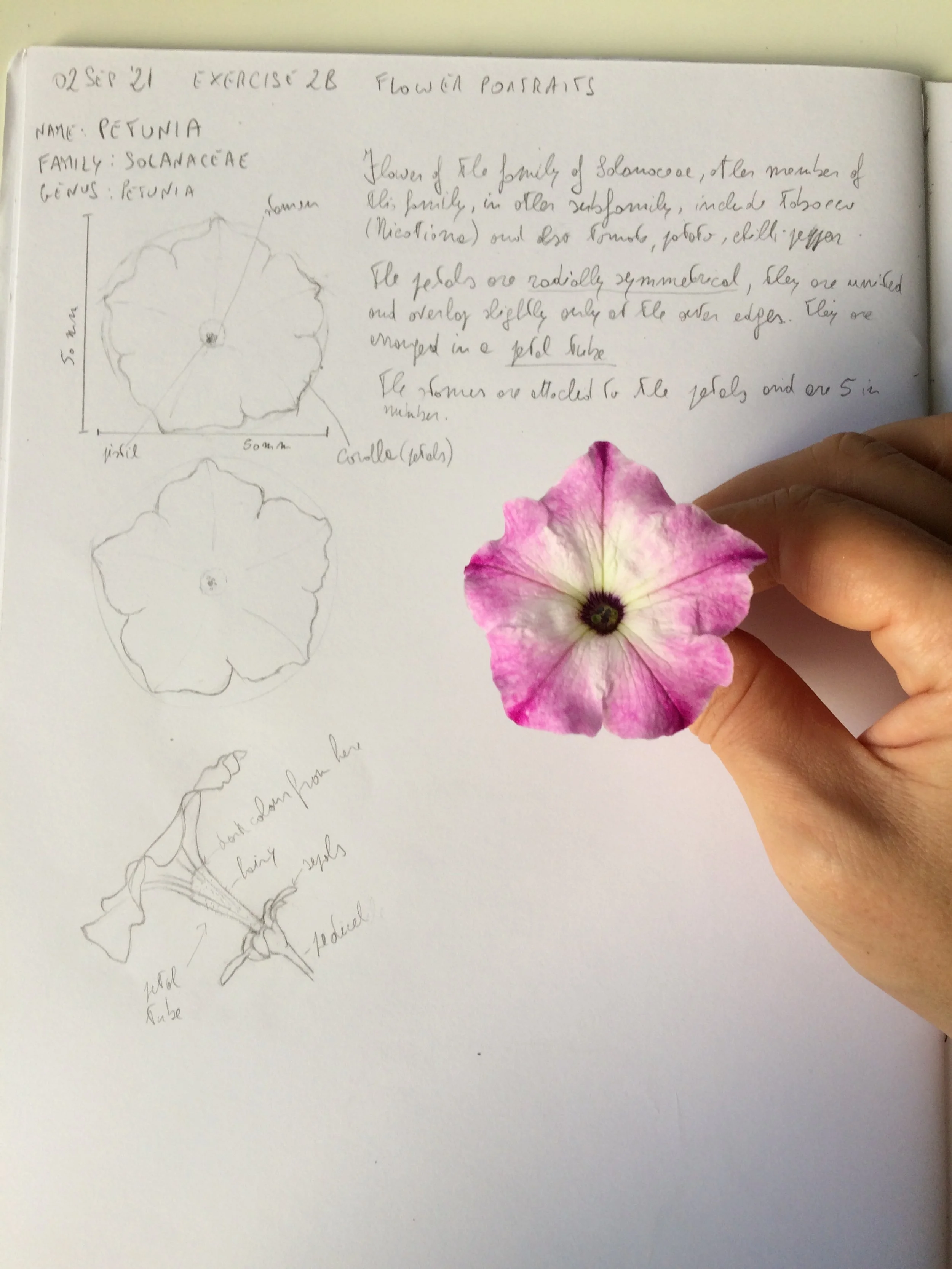 Understanding Botanical Anatomy: Tips for Accurate Plant Representation ...