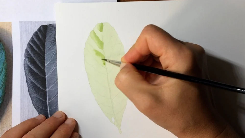 How to Paint A Realistic Leaf In Watercolor — Katia Galante Art