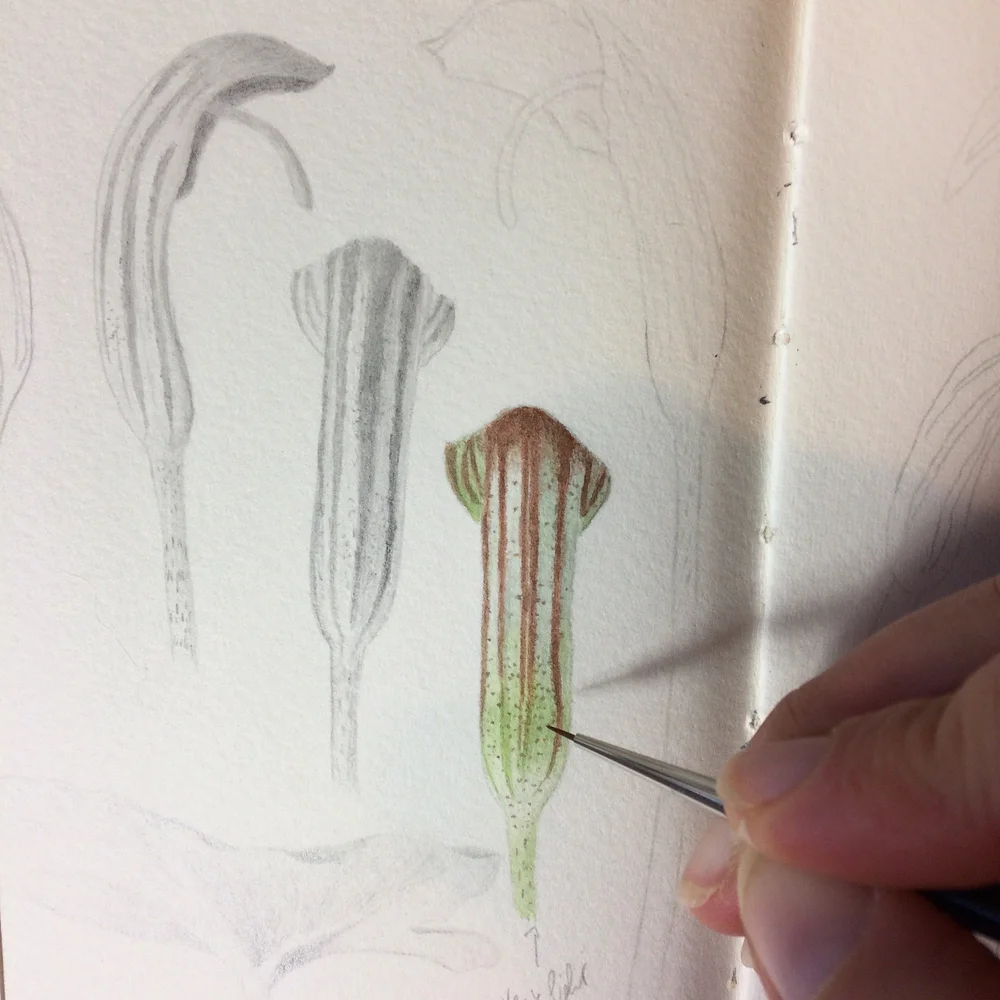 Understanding Botanical Anatomy: Tips for Accurate Plant Representation ...