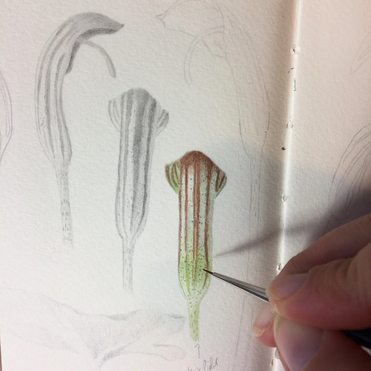 Understanding Botanical Anatomy: Tips for Accurate Plant Representation ...