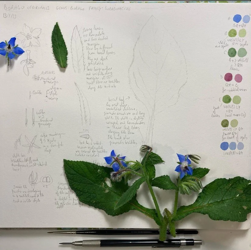 7 Tips for Botanical Painting — Katia Galante Art