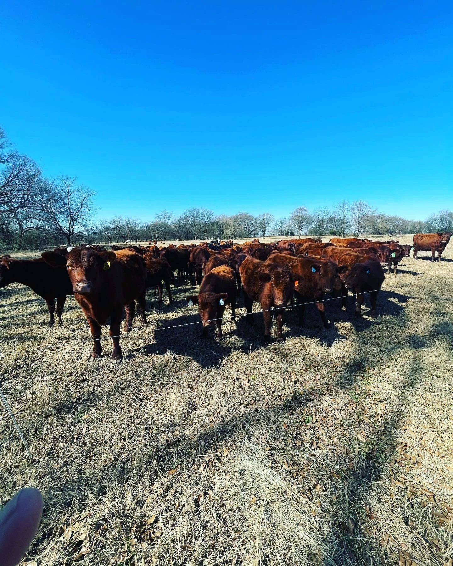 Stout Creek Farm