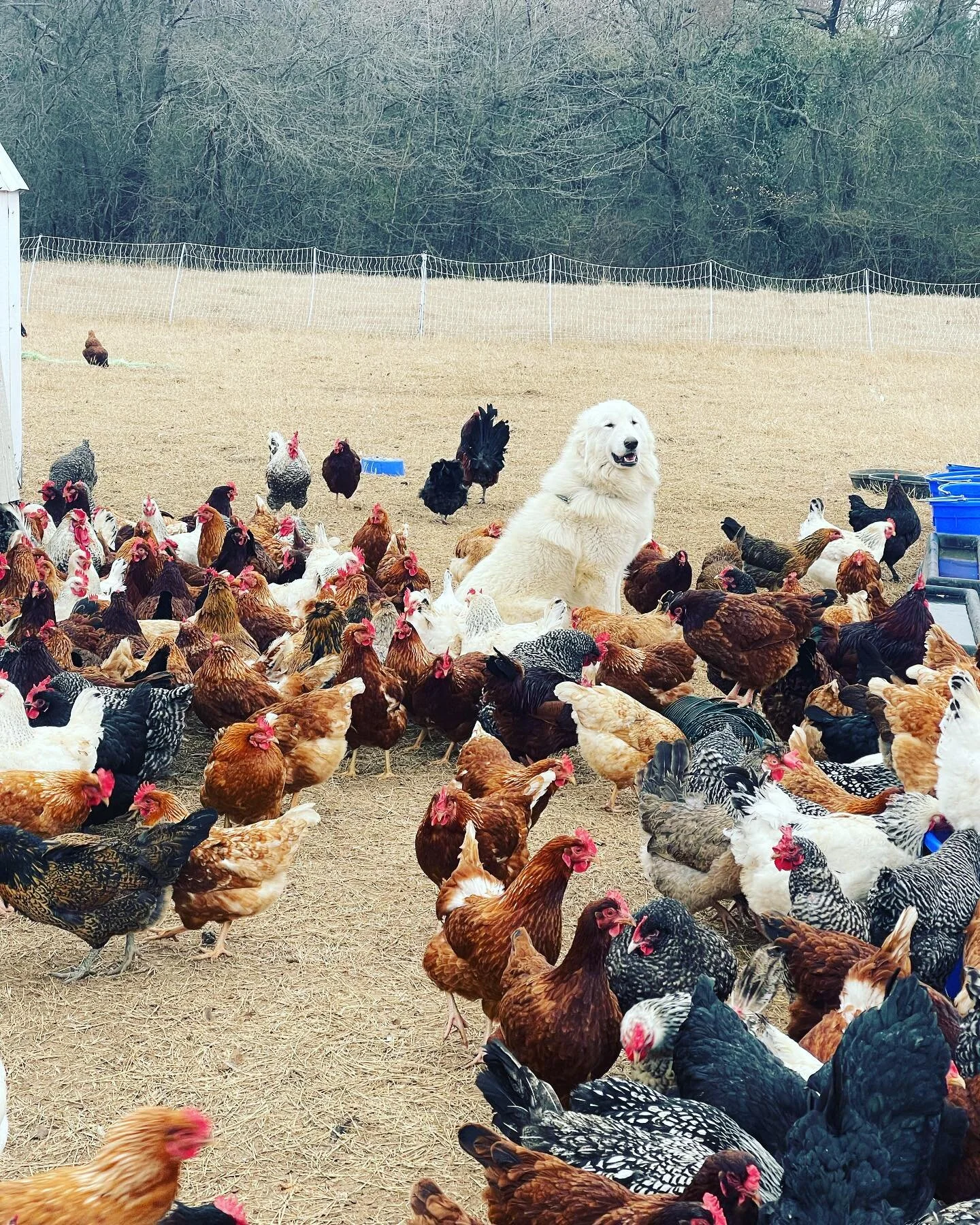 Stout Creek Farm