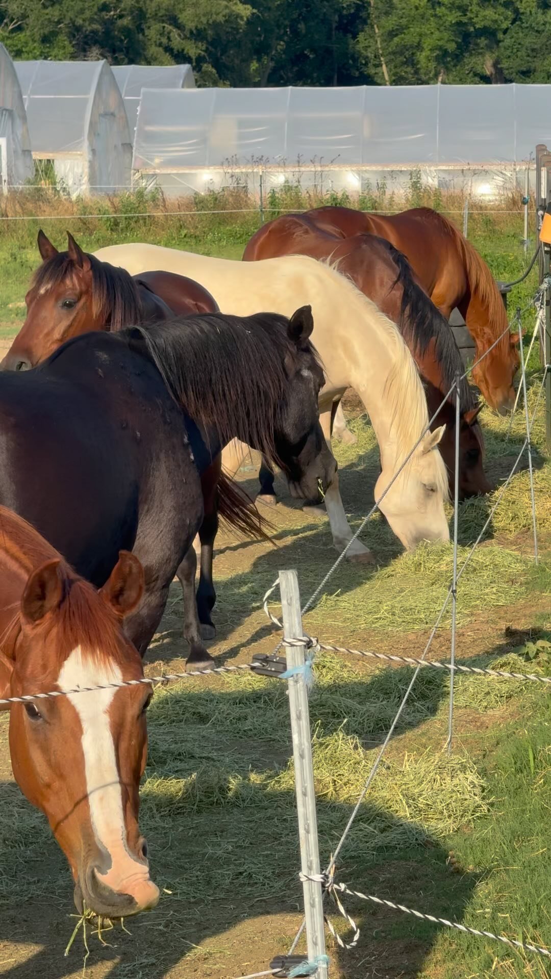 Stout Creek Farm - Regenerative Farm & Ranch in Northeast Texas