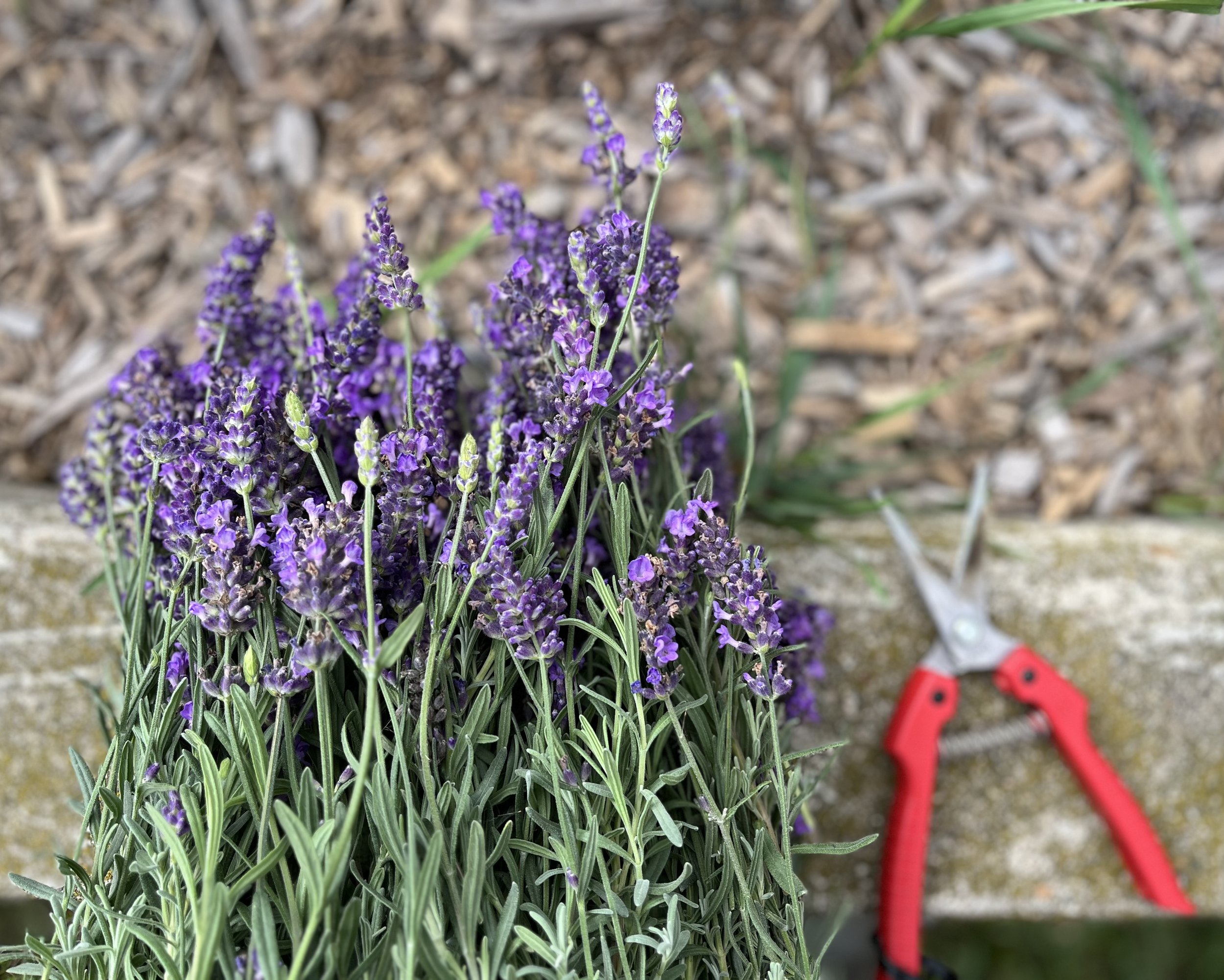 Events | Join Our Farm Events Today — Tailwind Acres