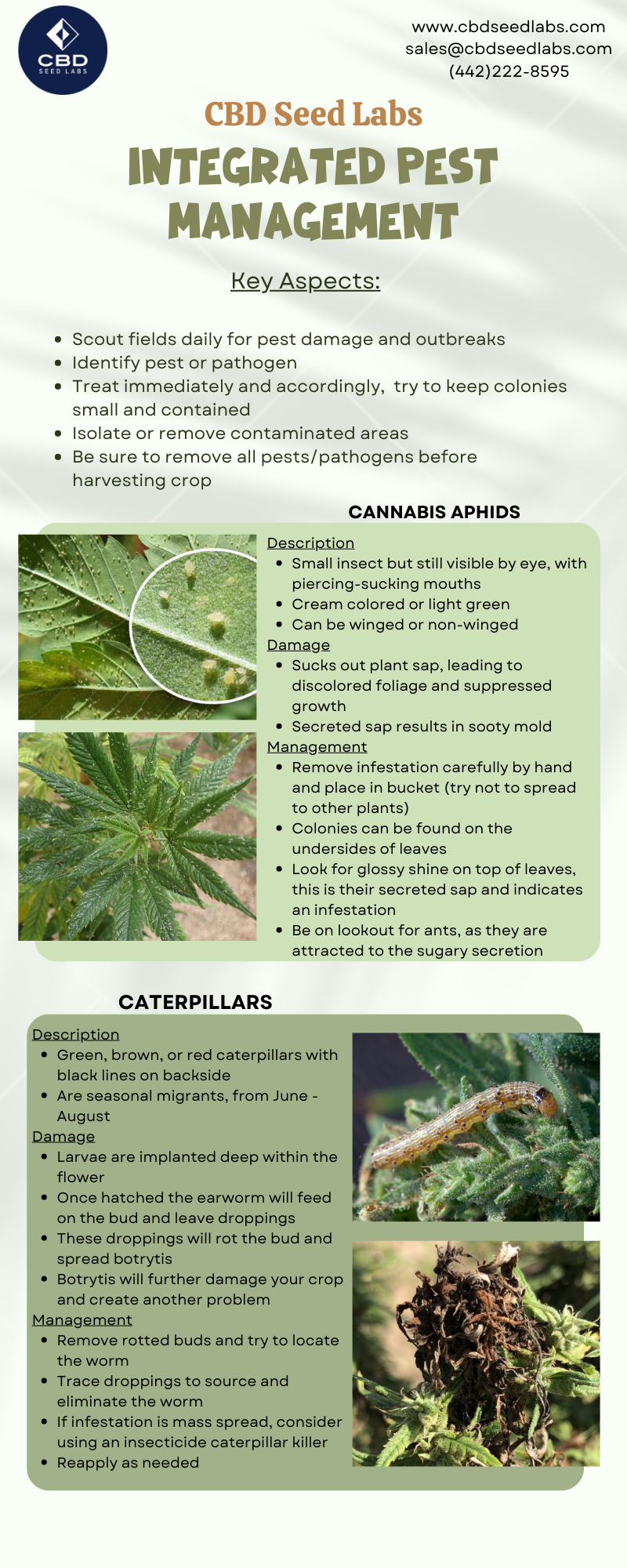 Integrated Pest Management Guide for healthy hemp plants — CBD Seed Labs