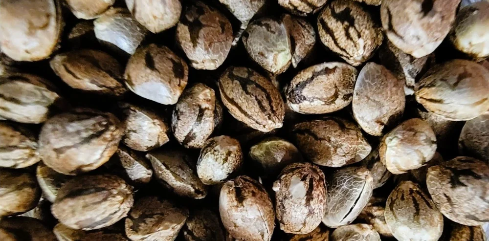 Gas Face Maverick Autoflower Feminized CBD Seeds — CBD Seed Labs