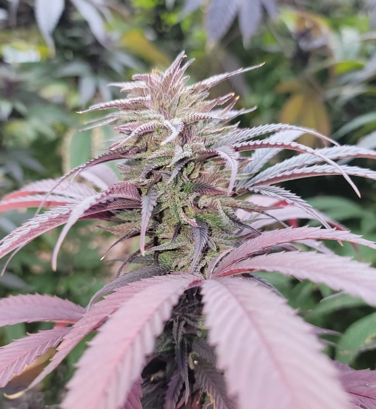Premium Hemp Seeds | CBD Seed Labs