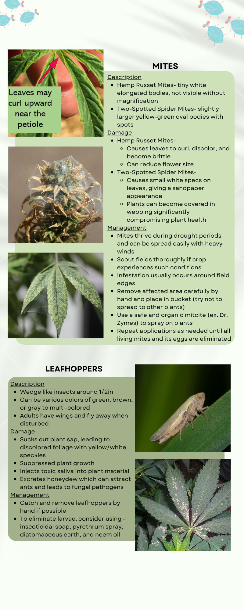 Integrated Pest Management Guide for healthy hemp plants — CBD Seed Labs