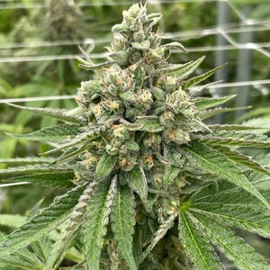 Premium Hemp Seeds | CBD Seed Labs