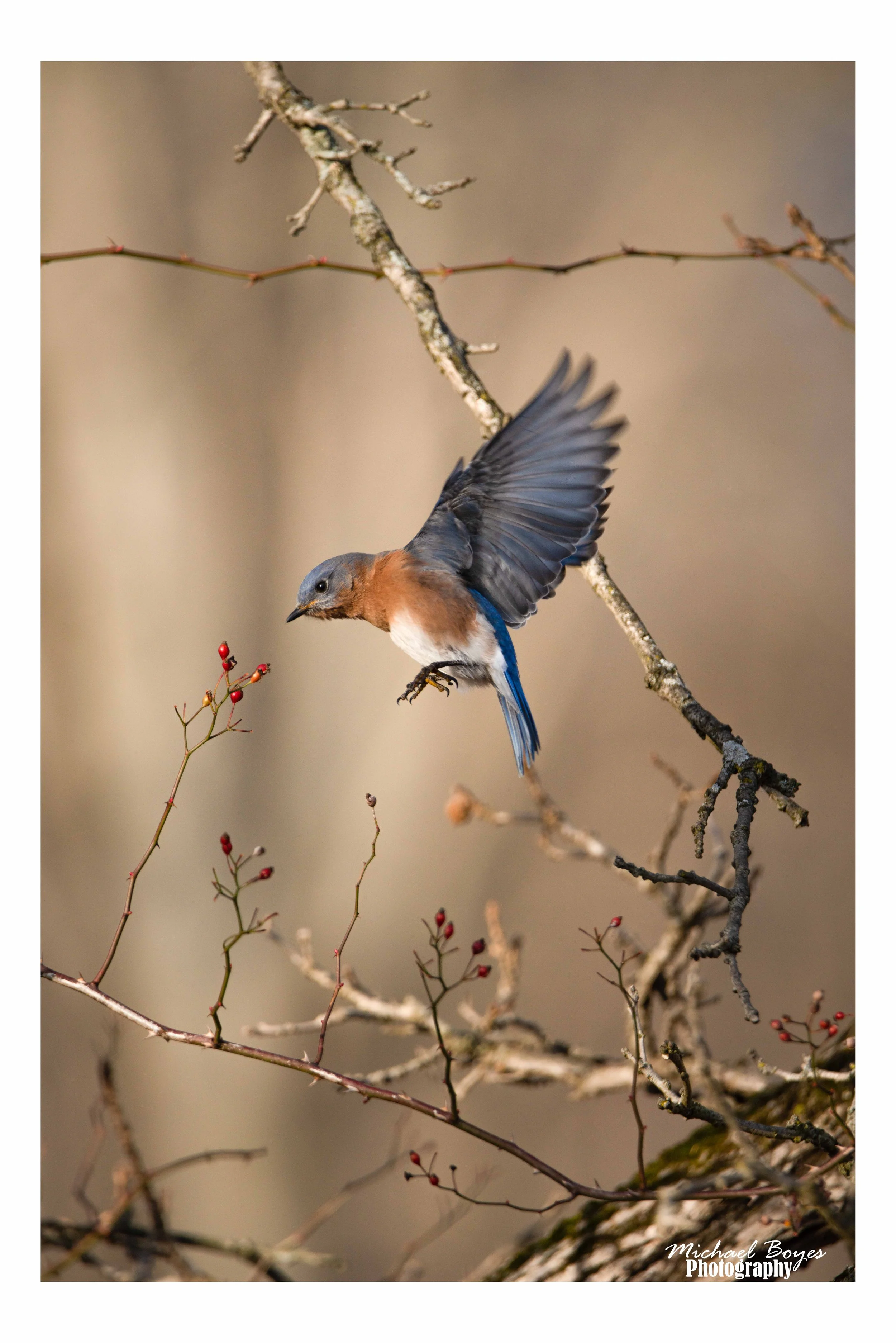 Bluebird In Flight