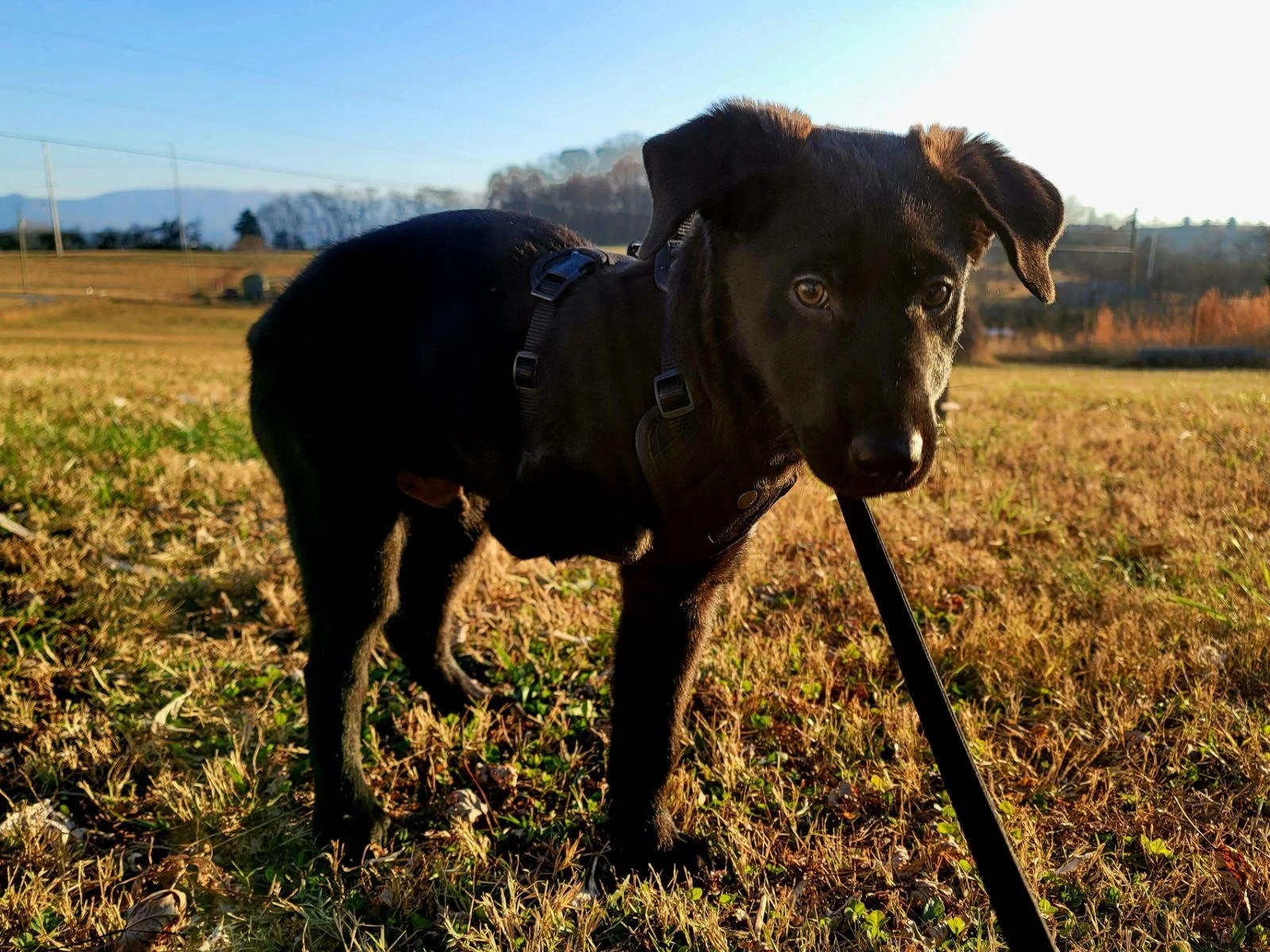 Grainger County Humane Society