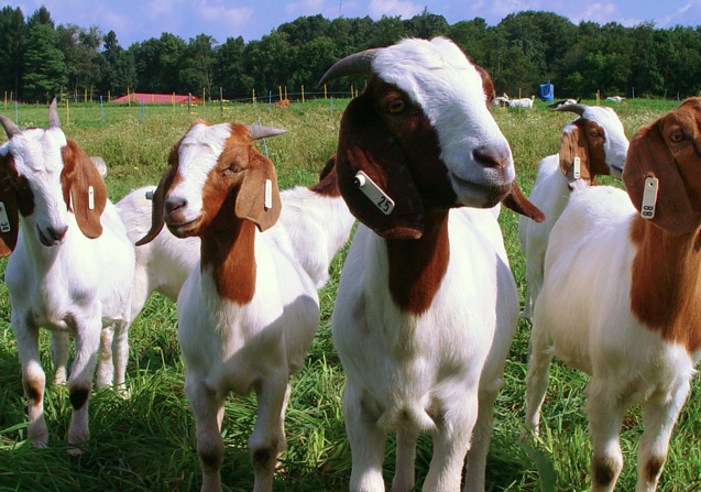 Testing Goats and Small Ruminants — FEC SOURCE