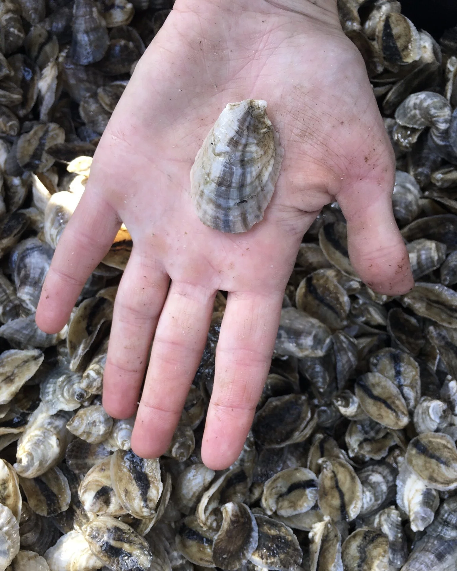WHO WE ARE — Florida Shellfish Aquaculture Association
