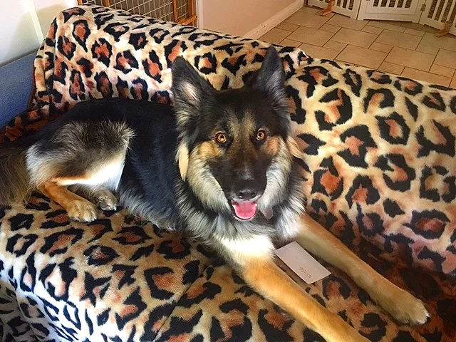 Best Pawsible Pet Services