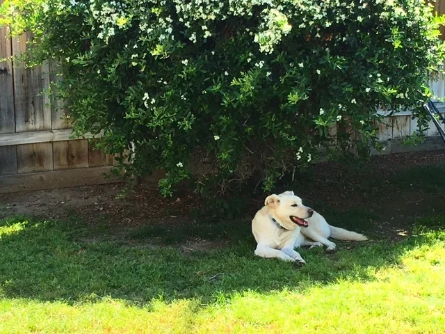 Best Pawsible Pet Services