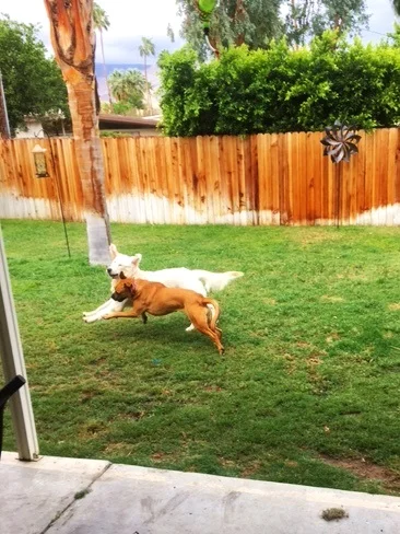 Best Pawsible Pet Services